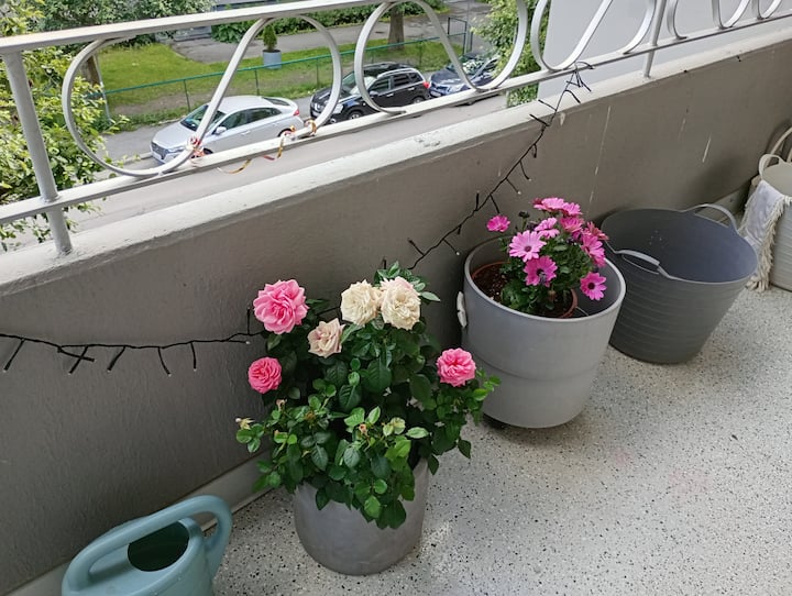 White Rose - 오슬로