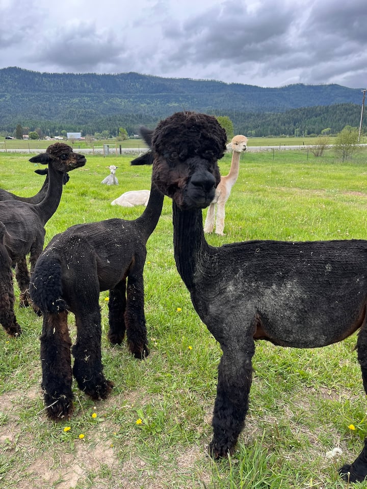 Priest Lake Alpaca Ranch House - Mystic Lake, Washington