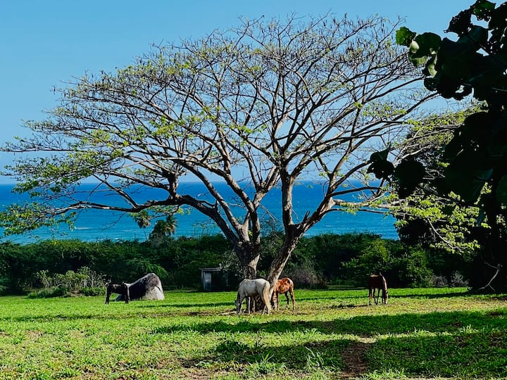 Magical, Rural, Privatetropical Escape - Vieques