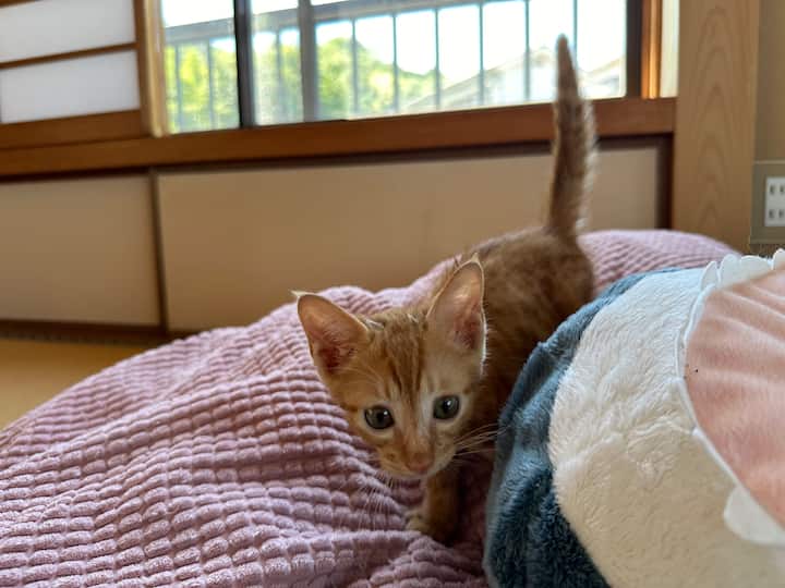 10匹の猫と過ごせる特別な宿です。 - 呉市