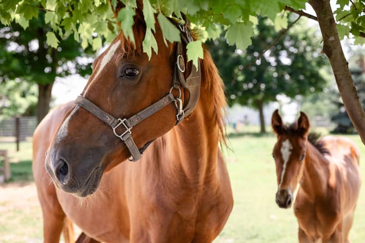 Family Farm Stay+buggy & Pony Rides + Firepit - Splash Universe, Shipshewana