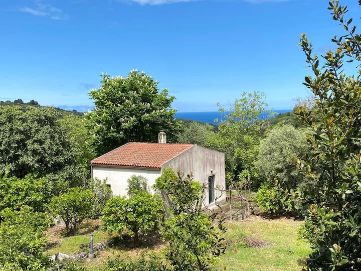 La Casina Tra Gli Aranci - Peschici