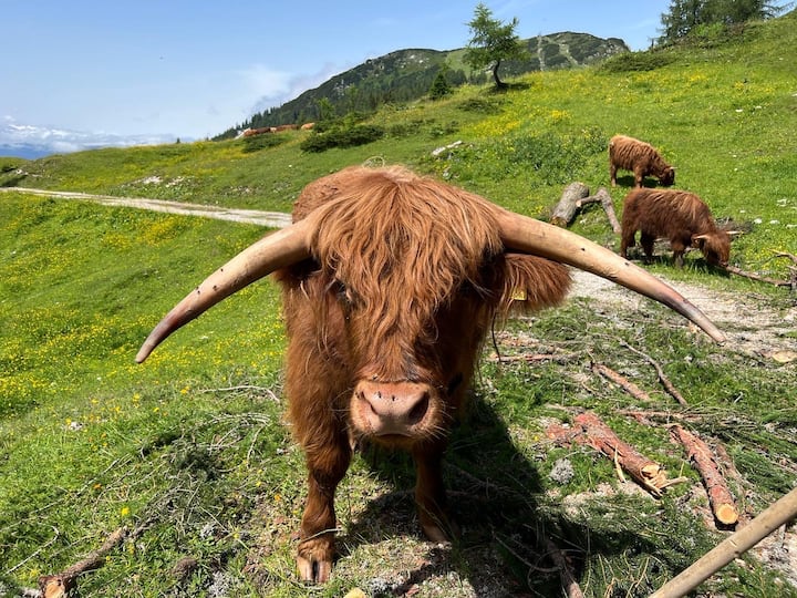 Schermerhütten - Hütte Gretl - Hinterstoder