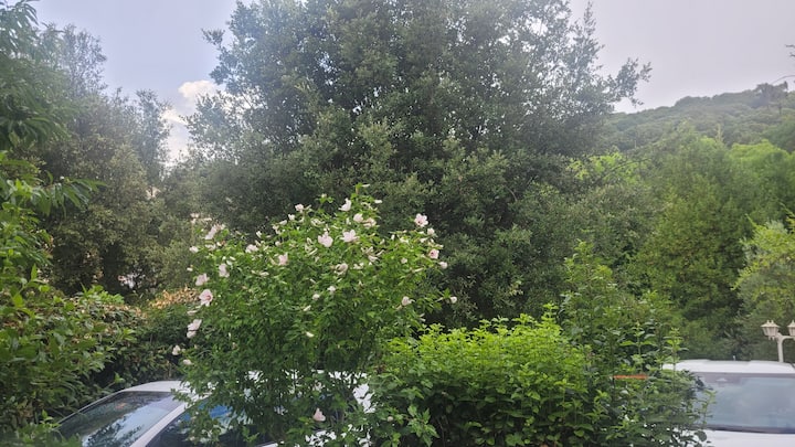 Studio Dans Bas De Villa - Vizzavona