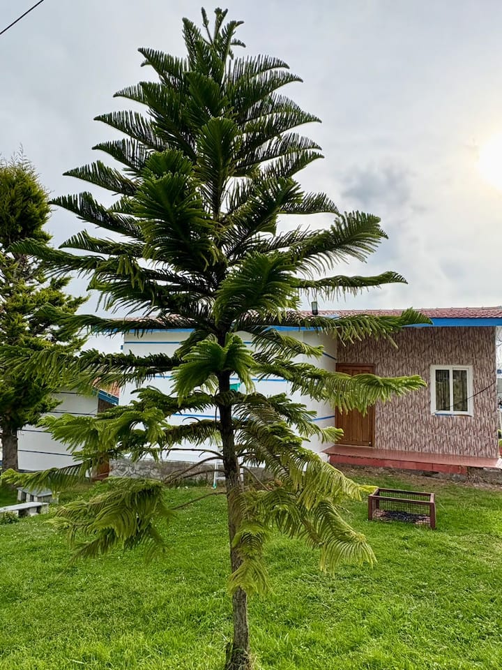 The Mont - Mountains Whisper - Kodaikanal