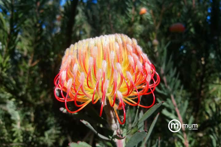 Pippy's Retreat - Lake Conjola