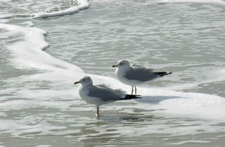 Quiet Condo In Gated Community Near Public Beach - Hilton Head Island, SC
