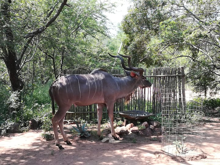 Bushbaby Eden - Marloth Park