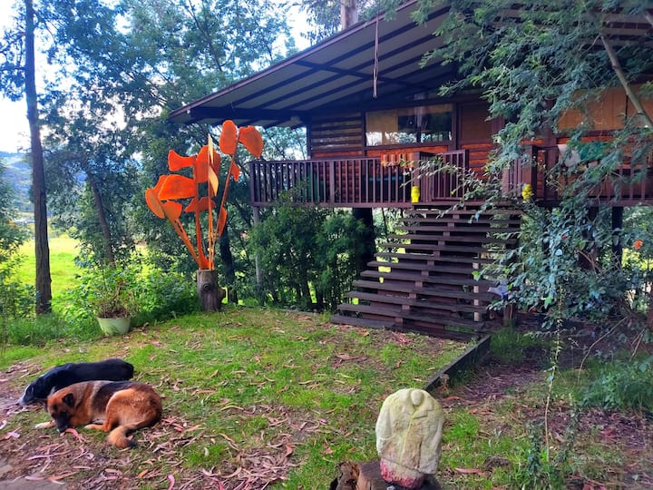 Colombia Treehouse Vacation Rentals | Airbnb