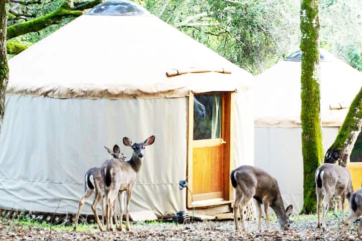 Yurt Glamping In The Santa Cruz Mountains - Los Gatos, CA