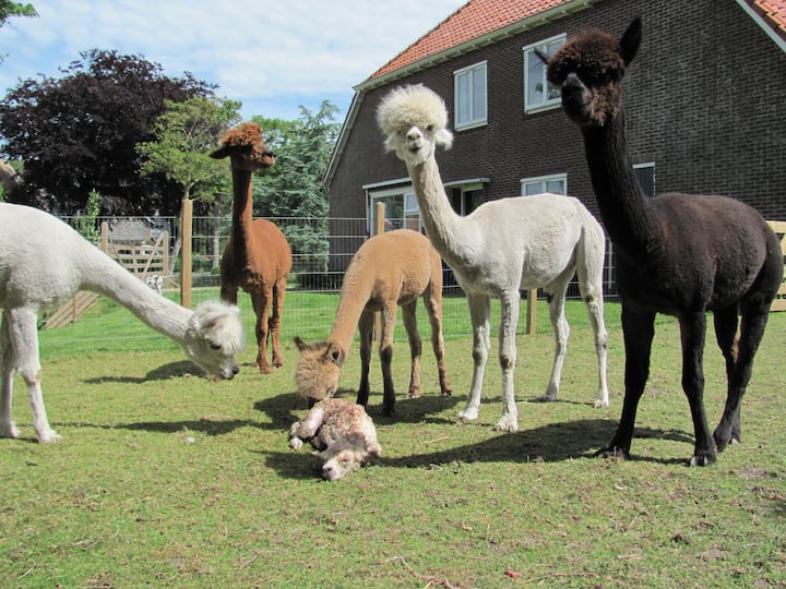 B&b Huize Weltevree - Hoorn