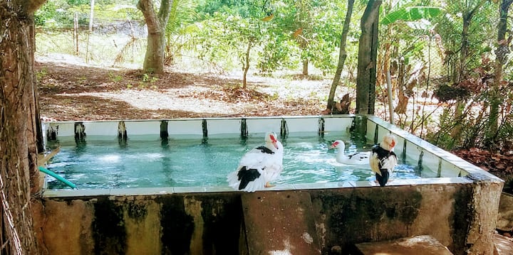 Chácara Paraíso - Arrendamento Anual - São Cristóvão