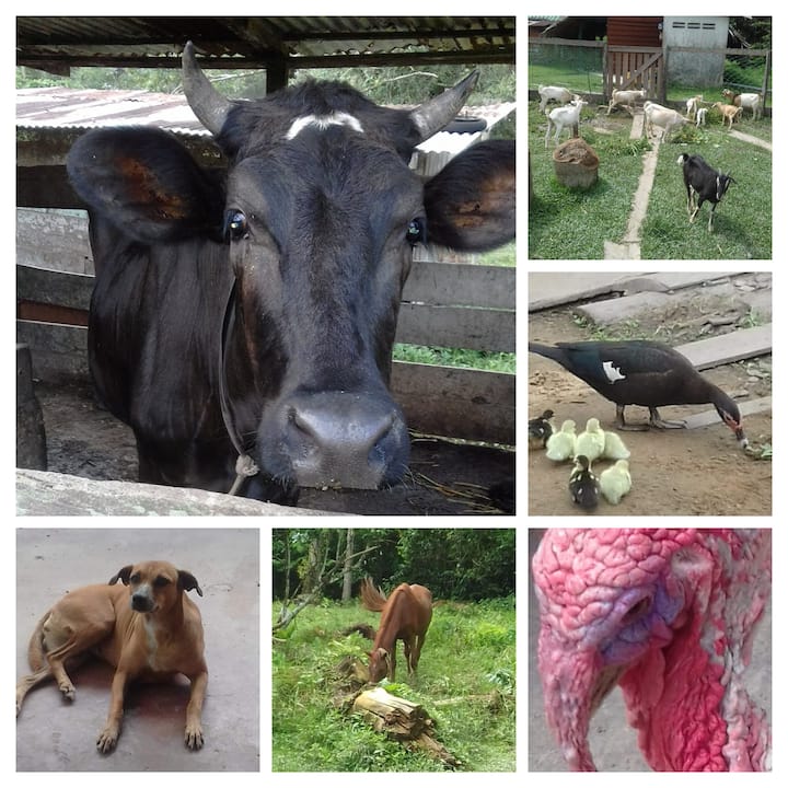 Logeren Op De Boerderij - Suriname