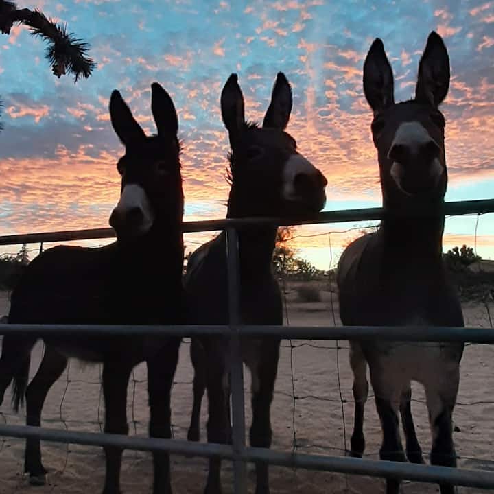 Tres Burros Ranch W/hot Tub Near Joshua Tree - Yucca Valley, CA