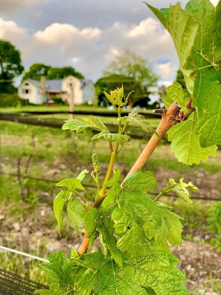 Seneca Grand View - Dundee, NY