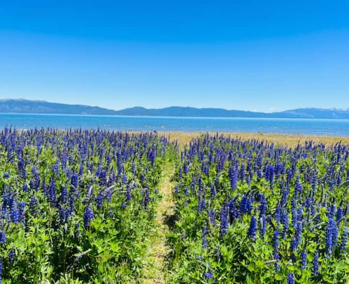 Beautiful Studio - Walk To Beaches - Lake Tahoe