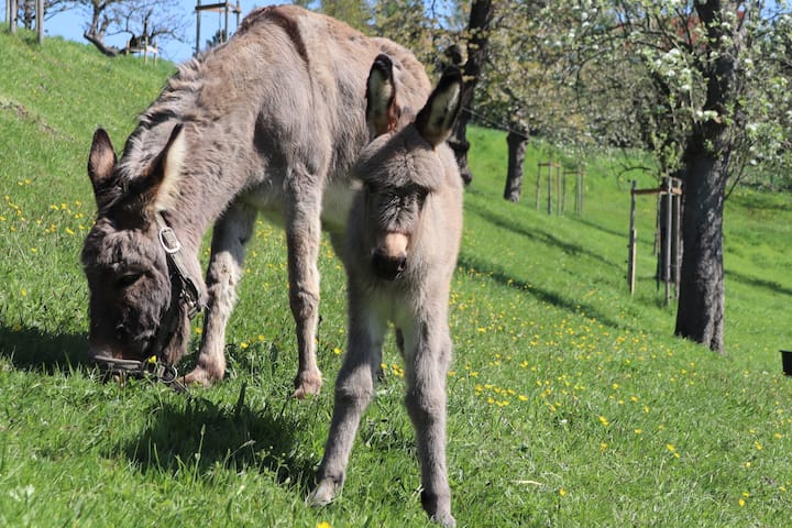 Ferienwohnung Sächsische Schweiz Hofblick - Sächsische Schweiz-Osterzgebirge