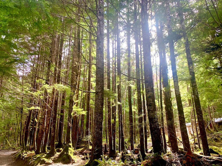 Sol Duc Rain Forest Car Or Camp Spot 3 - Lake Crescent, WA