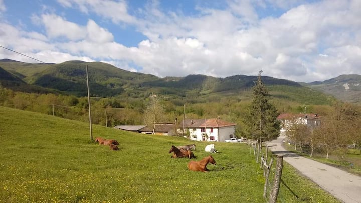 Agriturismo La Lissandra
Casa - Fiumalbo
