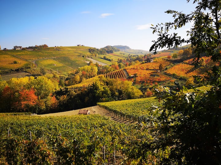 Holiday House (2 Apartments) - Il Piccolo Vigneto - Barolo