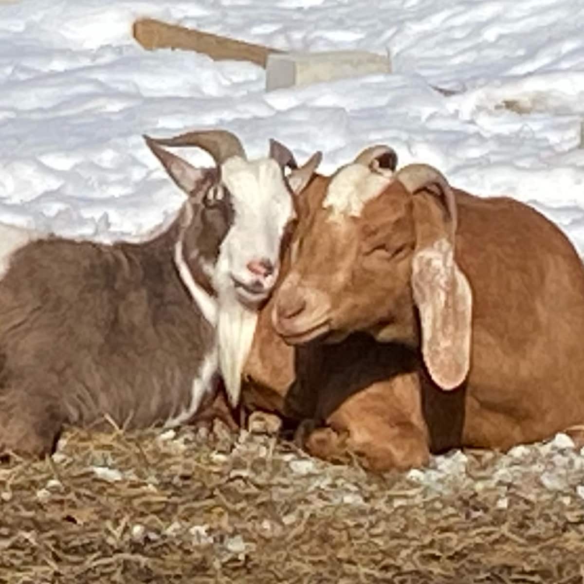 Catskills Aframe, Water View, Goat Sanctuary - Chalets for Rent in ...