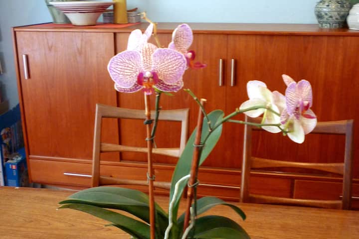 Lovely 3br/1ba House - Berkeley, CA