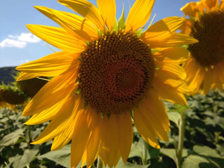 Cuore Etrusco, Nelle Splendide Colline Fiorentine - Empoli