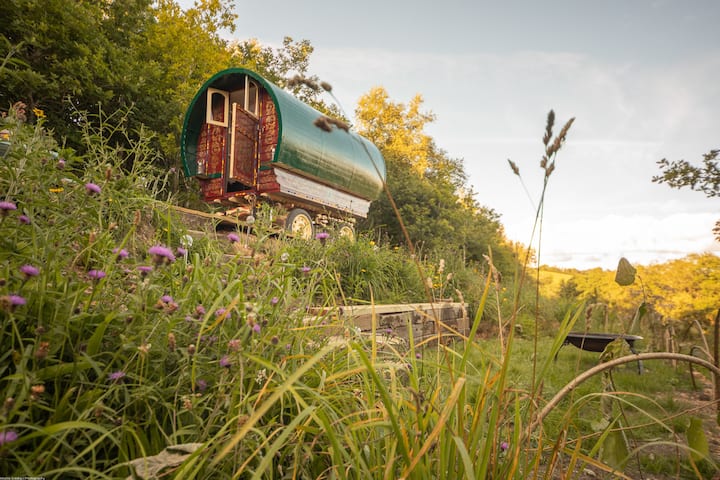 Wild Spaces Gypsy Caravan - Roadford Lake