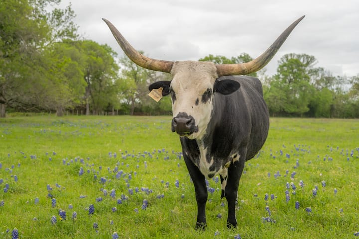 Junk Gypsy Wander Inn- The Thunderbird Room - Round Top, TX