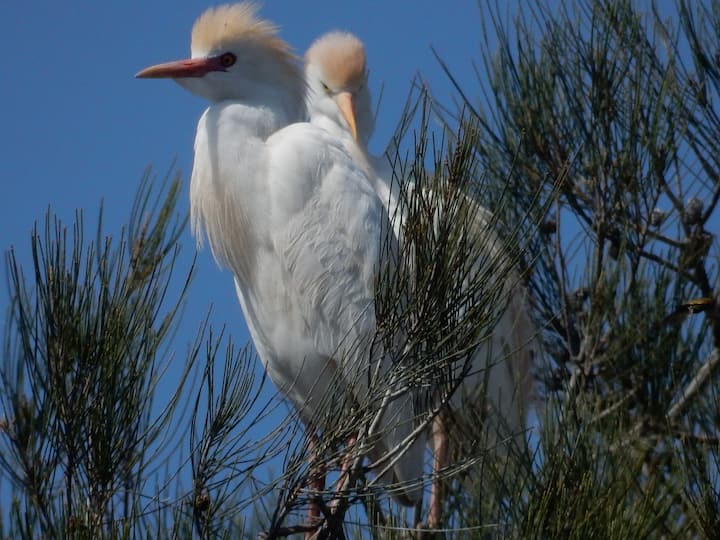 El Nido De Las Garzas - A Reserved Oasis - San Miguel de Allende