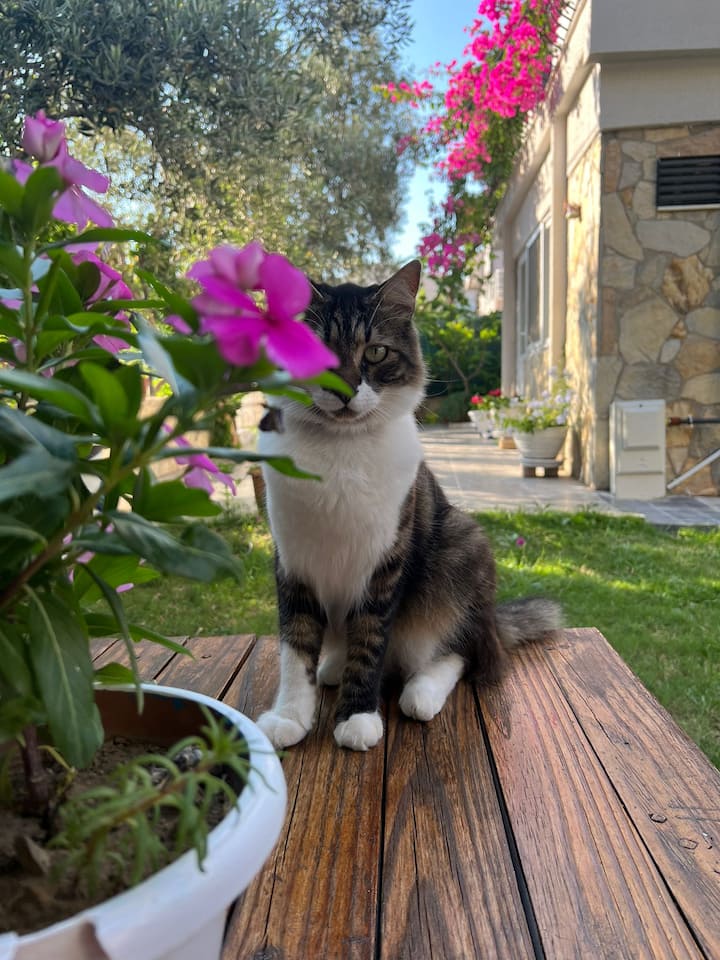 Muhteşem Manzara, Marketlere Yakın, Havadar, Sakin - Urla