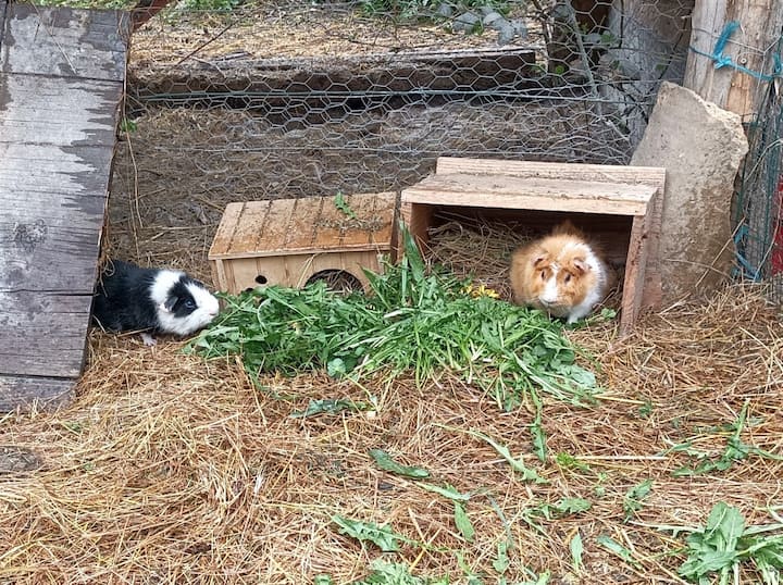 La Ferme Du "Chant De Cailloux" - Die