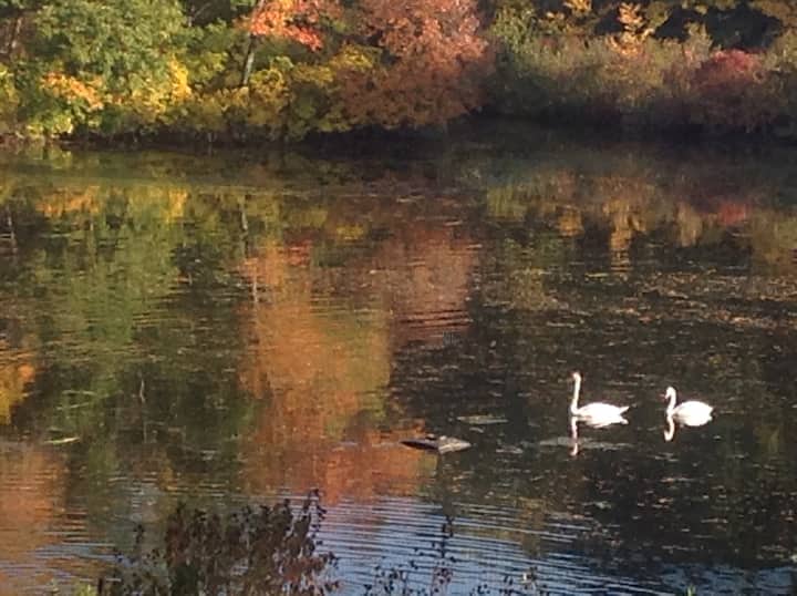 Swan Manor Overlooking The Charles River - Wellesley, MA
