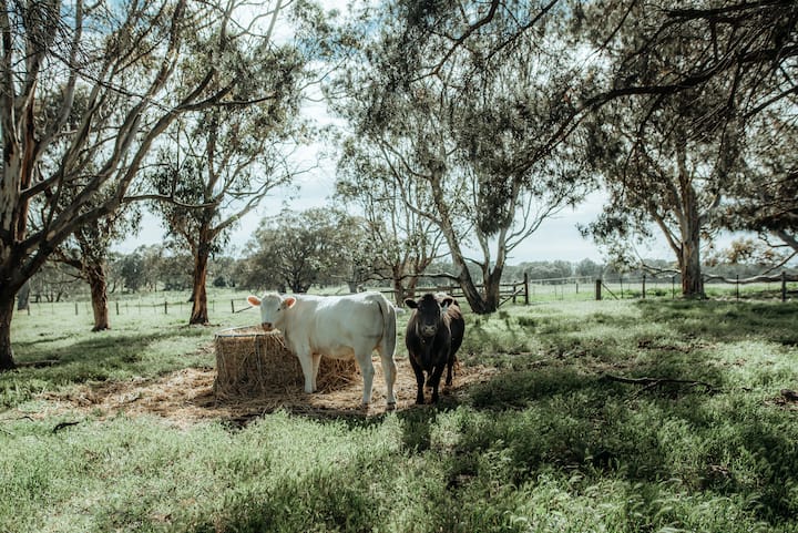 Top 10 Ranches To Stay In Australia - Updated 2024 | Trip101