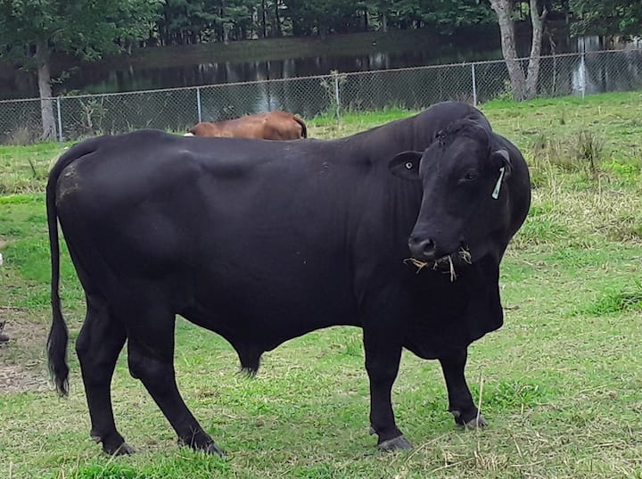 The Farm In St. Florian - Florence, AL