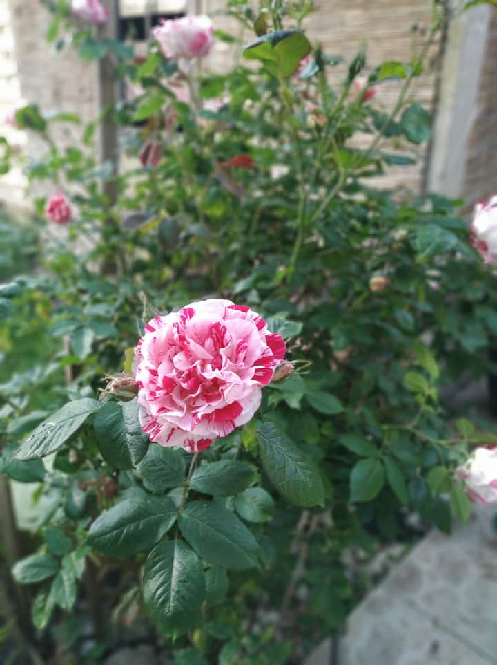 Maison Avec Jardin - Plailly