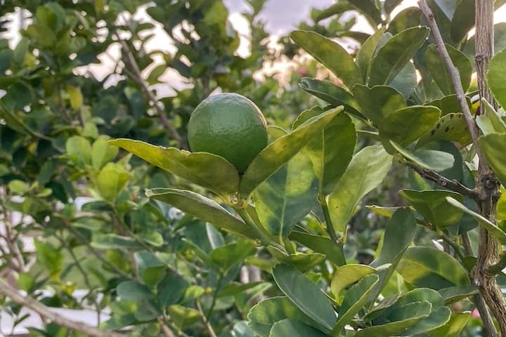 Plateau Roy, Un Petit Coin De Martinique - Fort-de-France