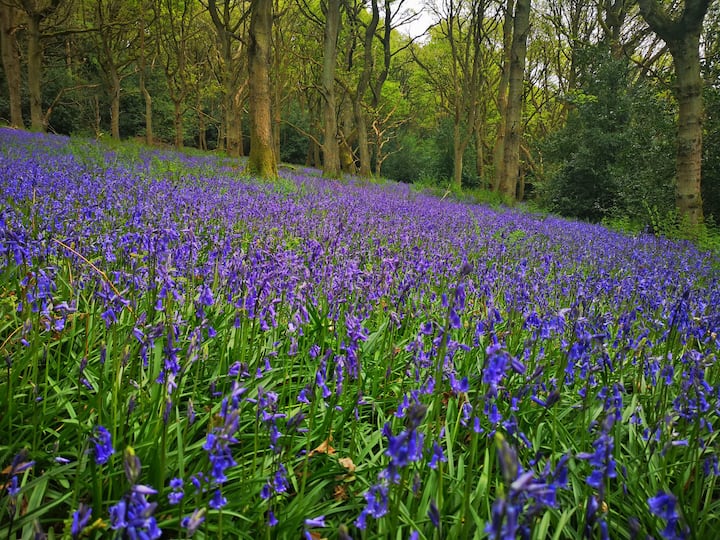 Lovely Family Cottage Close To Pateley Bridge - Pateley Bridge