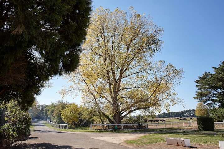 Shirley Park - The Mare - Woodend, Australia