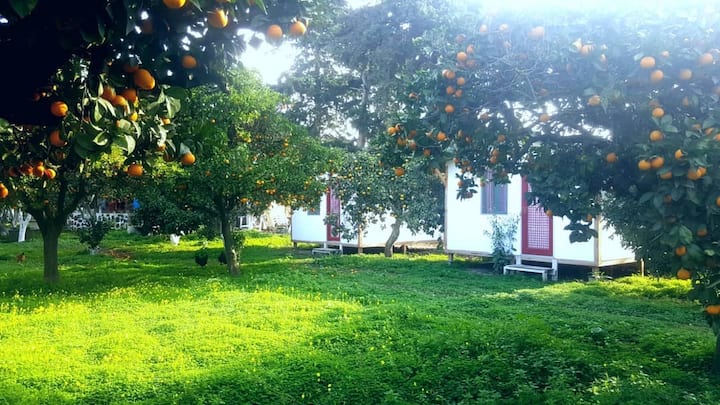 Bodrum Bungalow Tatili - Gümüşlük