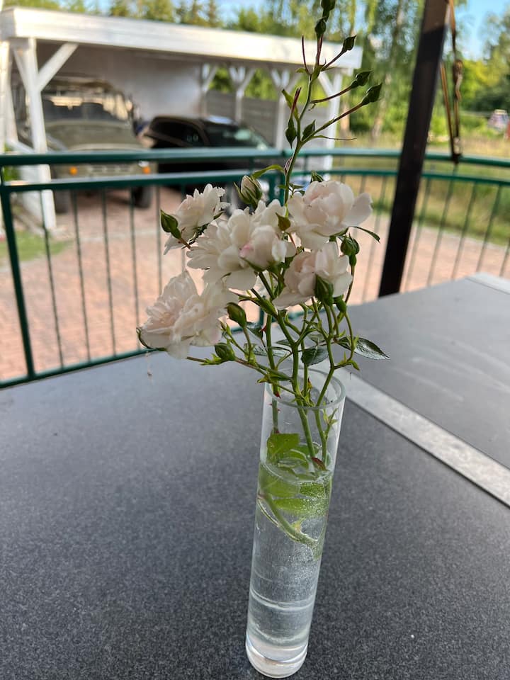 Feriendomizil „Schwalbennest“ - Usedom