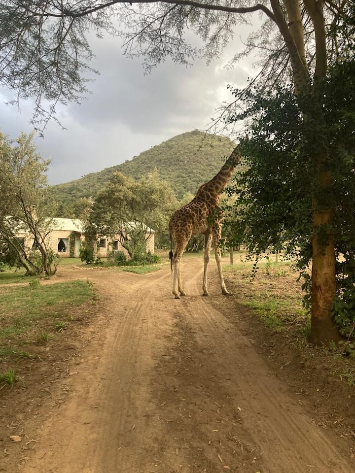 Olanga House: Beautiful Wildlife Getaway - Houses for Rent in Naivasha ...