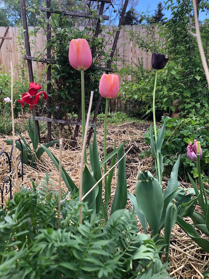 La Casita Naranjita - Denver, CO