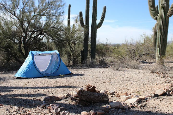 Relax Under The Saguaros. - Tucson, AZ