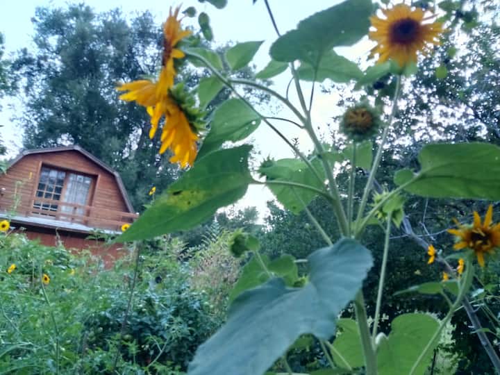 Lakewood Home Suite Home - Lakewood, CO