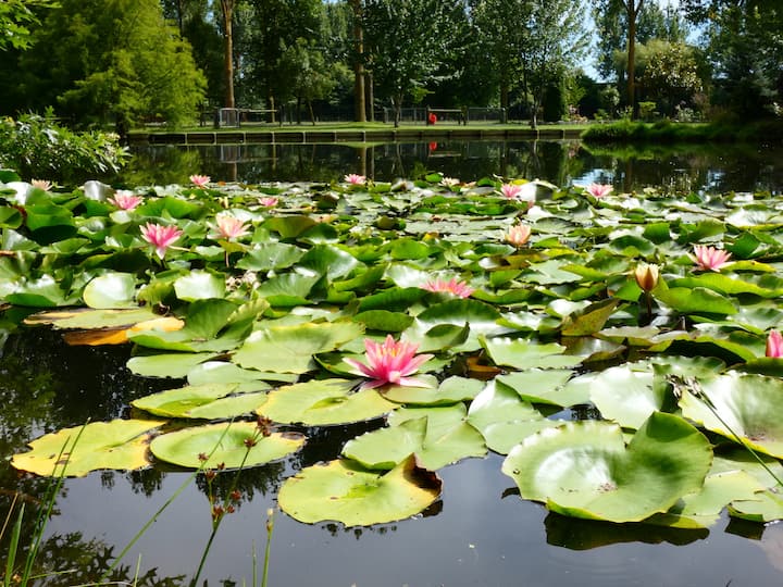 Lilypond House. Boutique Guesthouse And Gardens. - Pegasus