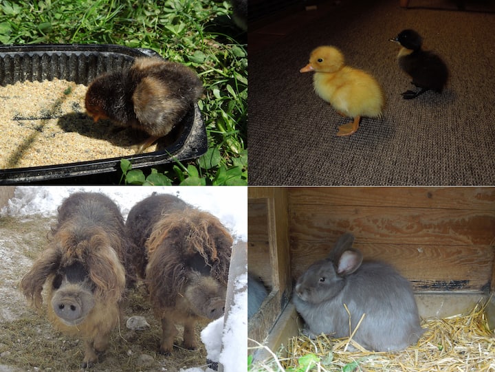 Back To The Roots, Zwei Privatzimmer Ohne Küche - Engelberg