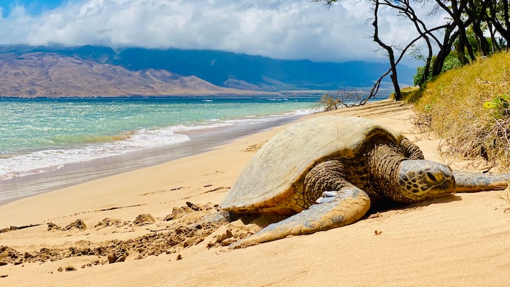 Beachfront Condo South Maui - Entertainment Nearby - Kihei, HI