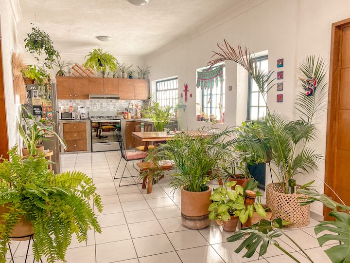Jungle House In <3 Guadalajara, Americana Centro - Guadalajara