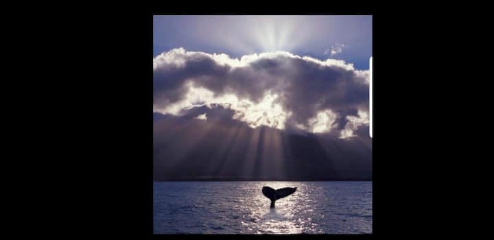 Hot $110 Summer Special - Maui, HI